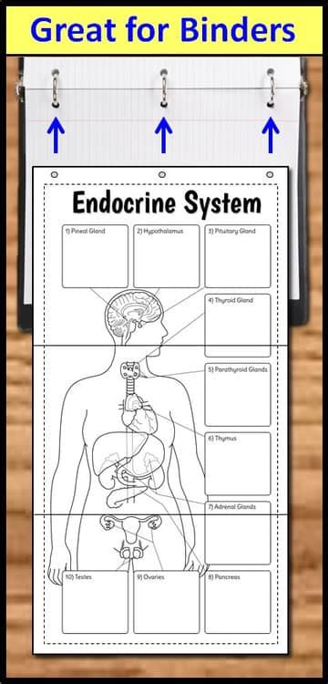 Endocrine System Foldable Big Foldable For Interactive Notebooks Or