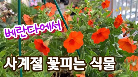 사계절 꽃피는 식물 베란다에서 키우기 좋은 식물 봄꽃들의 향연 여우꼬리삭소롬수퍼벨팝콘베고니아목마가렛반려식물행잉식물 Youtube