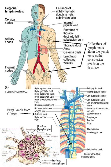 Schematic Diagram Of Directional Flow Of Lymphatic System Su