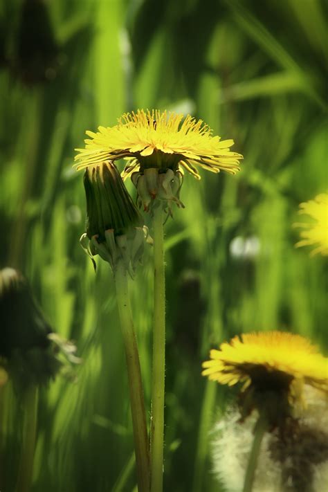 Flowers Dandelions Common Free Photo On Pixabay Pixabay