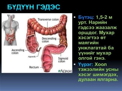 хүний хоол боловсруулах эрхтэн тогтолцоондоо 1