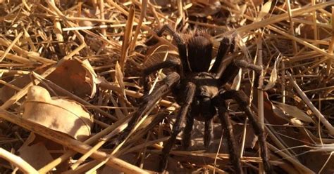 Bay Area Tarantula Migration Peaks In Time For Spooky Season Findings