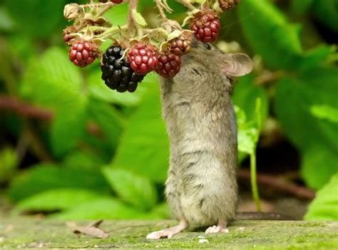 A Magical Video Of Blackberry Mouse From Last Summer To Brighten Your Day On This Rainy Tuesday
