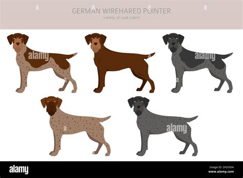 German Wirehaired Pointer Clipart Different Poses Coat Colors Set Vector Illustration Stock