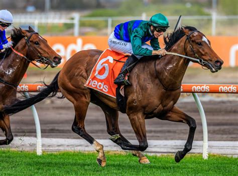 Widden Purchase G1 Golden Rose Winner Jacquinot Breednet