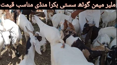 Malir Memon Goth Bakra Mnadi Karachi Cheaoest Bakra Mandi In Karachi