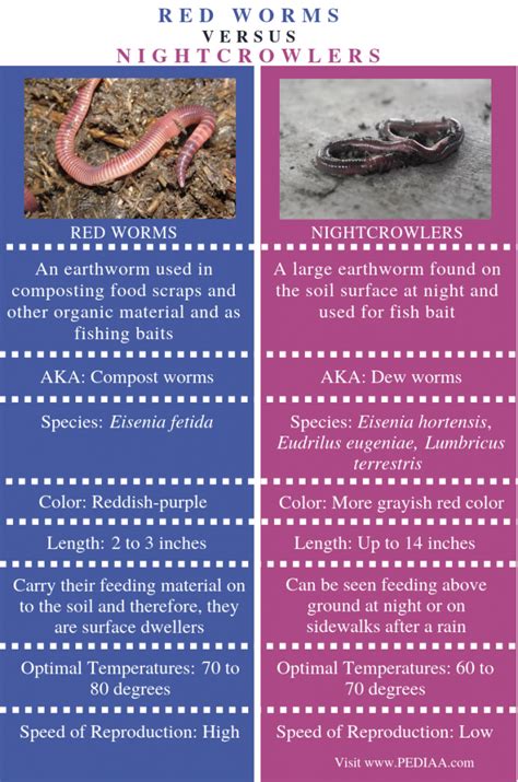 What Are Nightcrawler Worms At Randall Maupin Blog
