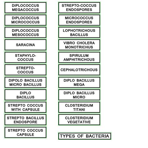 박테리아 유형 보드 3d 모델 39 Max 3ds Fbx Obj Free3d