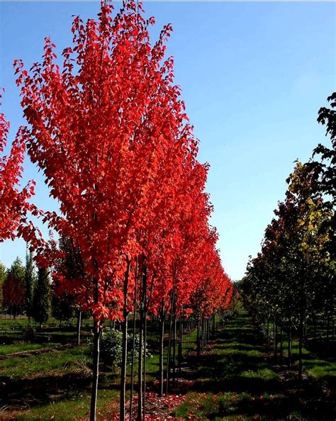 Acer Red Rocket Columnar Maple Tree Red Maple Tree Perennial