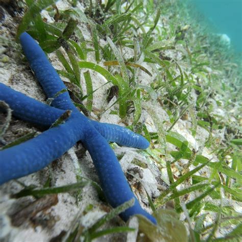 Bioluminescent Starfish