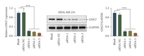Silencing Of Gng7 Promotes Cell Proliferation And Induces Apoptosis