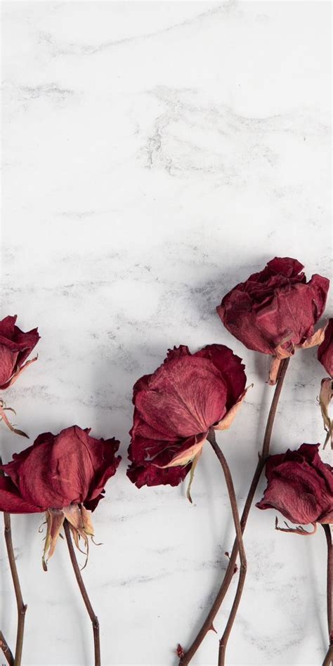 Pin On مرات الحفظ السريع Flower Iphone Wallpaper Phone Wallpaper