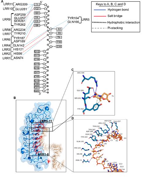 Figure 1 From Three Dimensional Modeling Of Cpg Dna Binding With Matrix