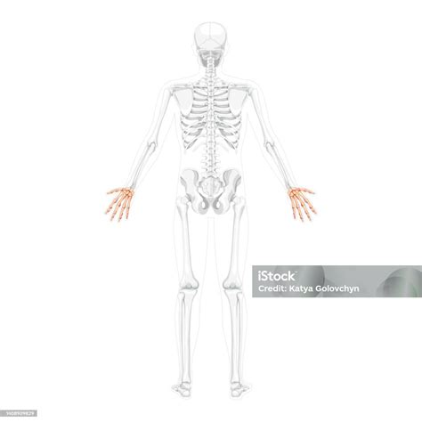 스켈레톤 핸즈 부분적으로 투명한 뼈 위치를 가진 두 팔 포즈를 가진 인간의 등받이보기 손목 손목 메타 카팔 지골 3d 현실적인
