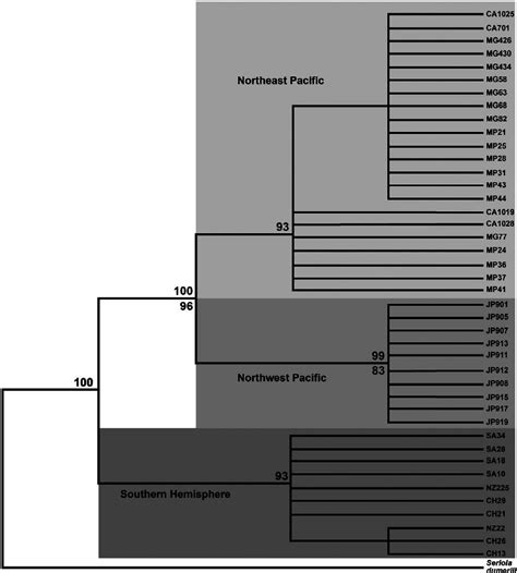 Bayesian Derived Consensus Tree Of Combined Nuclear Dna Sequence Data