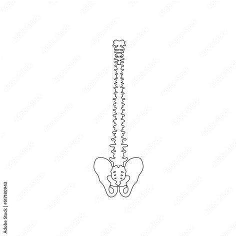 Human Spine Drawn By One Line Anatomical Sketch Continuous Line