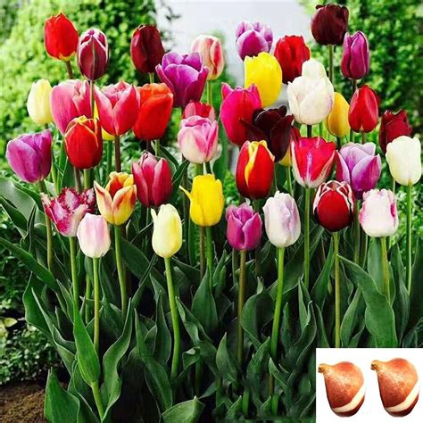 Two Bulbs Tulip Bulbs Mixed Tulips Varieties Ubuy India