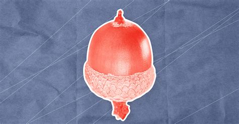 What Is Balanitis And How Can It Be Prevented