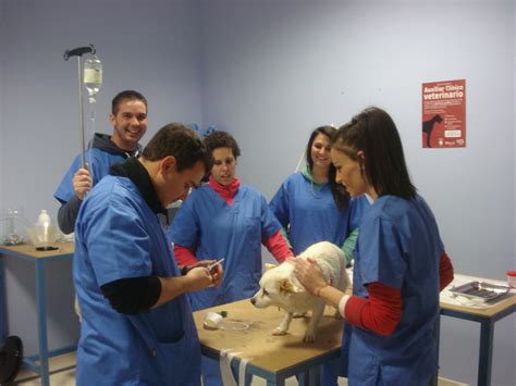 Curso De Auxiliar Clínico Veterinario Centro De Formación Técnica