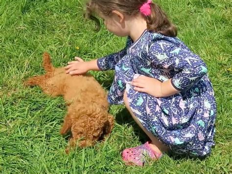 Éducation Et Sociabilisation Dun Cockapoo Vidéo