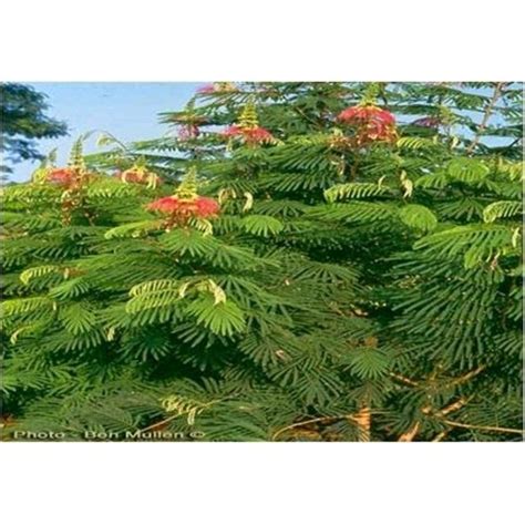 Jual Biji Kaliandra Merah 100 Gr