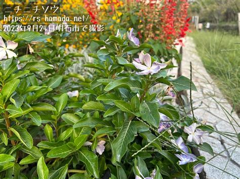 光合成に必要なものをわかりやすく解説｜自然植物図鑑