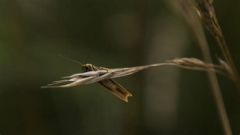 Unter Den Rock Geschaut Foto And Bild Fotos Natur Insekten Bilder Auf