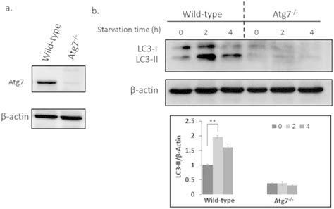 Western Blot Results Of Atg7 And The Conversion Of Lc3 I To Lc3 Ii