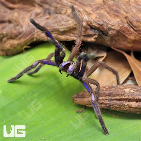 Vietnam Electric Blue Earth Tiger Tarantula Chilobrachys Sp For Sale