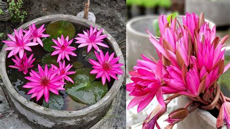 How To Grow Water Lily On Rooftop Planting Water Lilies In Pots At