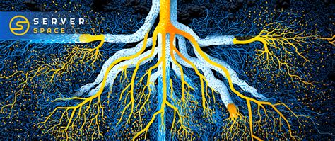 Why Developers Prefer Root Access Power And Control