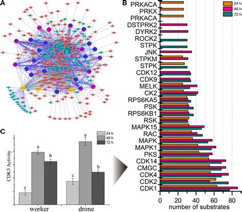 Frontiers Revealing Phosphorylation Regulatory Networks During Embryogenesis Of Honey Bee