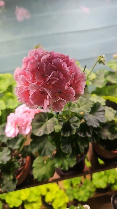 예쁜개똥이 한국제라늄유럽제라늄 Flowers Gardening Youtube