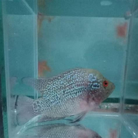 Jual Ikan Hias Lohan Srd X Cenceu Lokal Size Remaja 13cm Louhan