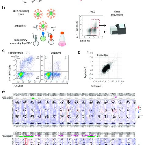 deep mutational scanning identified single residue mutation to induce