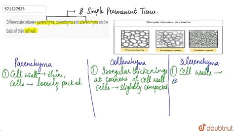 Differentiate Between Parenchyma Collenchyma And Sclerenchyma On The