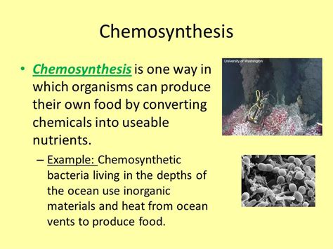 Chemosynthetic Bacteria