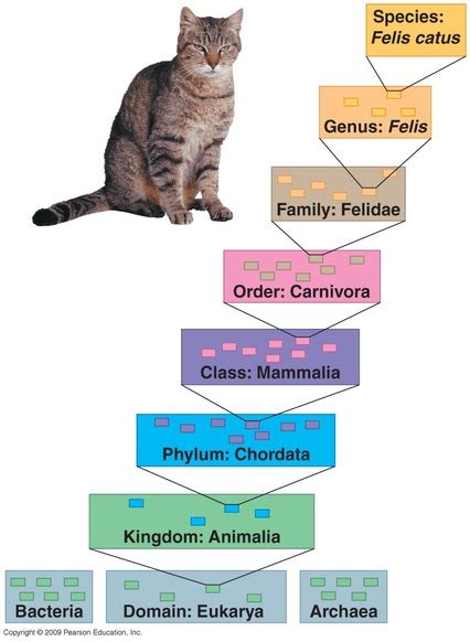 Cat Classification Cat Know It All