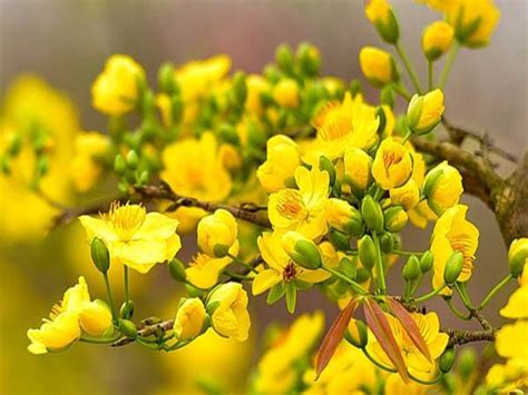 M Th Y Hoa Mai Mang Ngh A G Nh S Con G