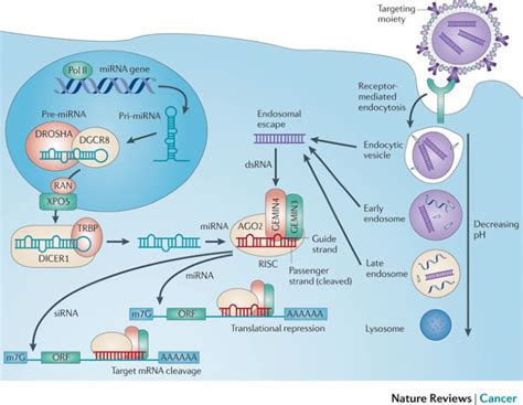 RNA Interference In The Clinic Challenges And Future Directions Nature Reviews Cancer