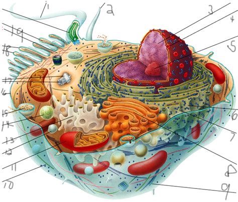 Cell Diagram Quizlet