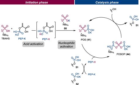 Phosphorylation Reaction