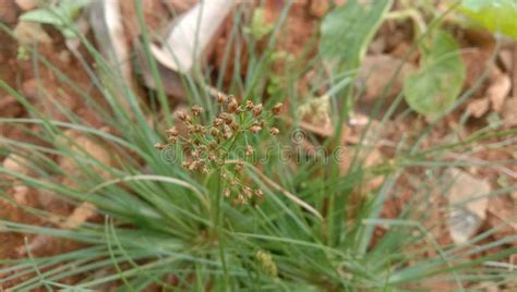 Wild Grass Growth In Forest Stock Image Image Of Plant Natural