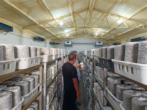 食用菌研究所深入基地开展技术服务 政府信息公开专栏 新乡市农业科学院