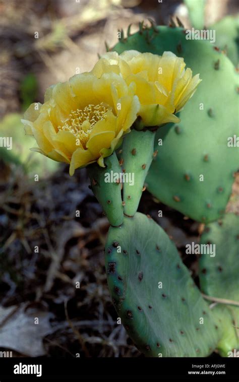 Eastern Prickly Pear Opuntia Humifusa Stock Photo Alamy