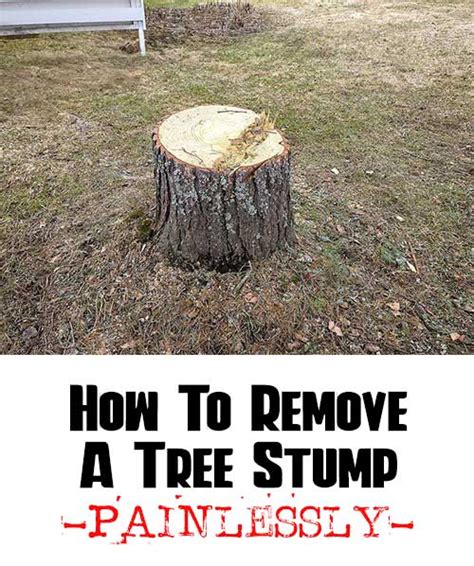 How To Remove A Tree Stump Home Garden DIY