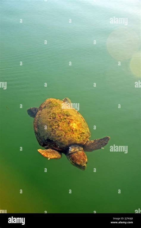 A Loggerhead Sea Turtle Caretta Caretta Swimming Close To The
