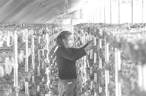 涿鹿：小蘑菇撬动大产业