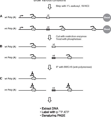 Figure From Poly A Signal Dependent Transcription Termination Occurs Through A Conformational