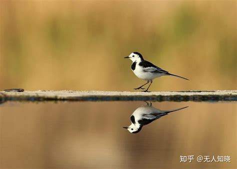 上海常见鸟类简介 知乎